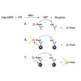 Enzolution™ RIG-I ATPase FP Assay System- AdipoGen Life Sciences - HTS ...