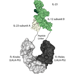 IL-23 (mouse):Fc (LALA-PG)-KIH (human) Recombinant Protein - Adipogen ...