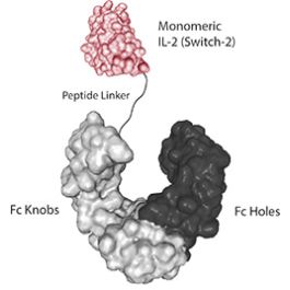 IL-2 (human) (Switch-2) (monomeric):Fc-KIH (human) (recombinant protein ...