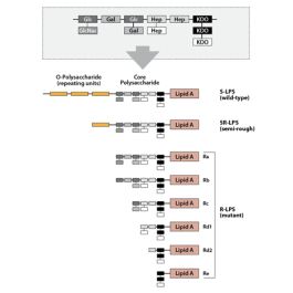 LPS (Universal) from S. abortus equi (S-form) TLRpure Sterile Solution ...