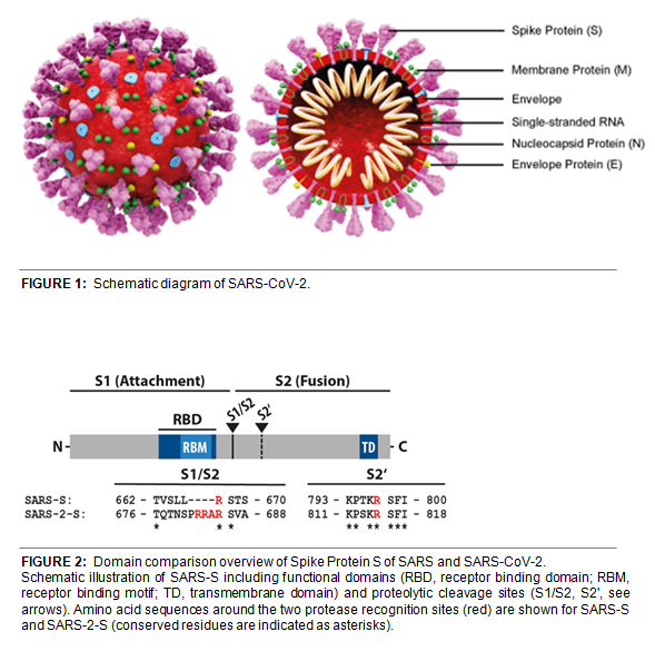 Latest Insights & Products for SARS-CoV-2/COVID-19 Research – Caltag ... Latest Insights & Products for SARS-CoV-2/COVID-19 Research – Caltag ...