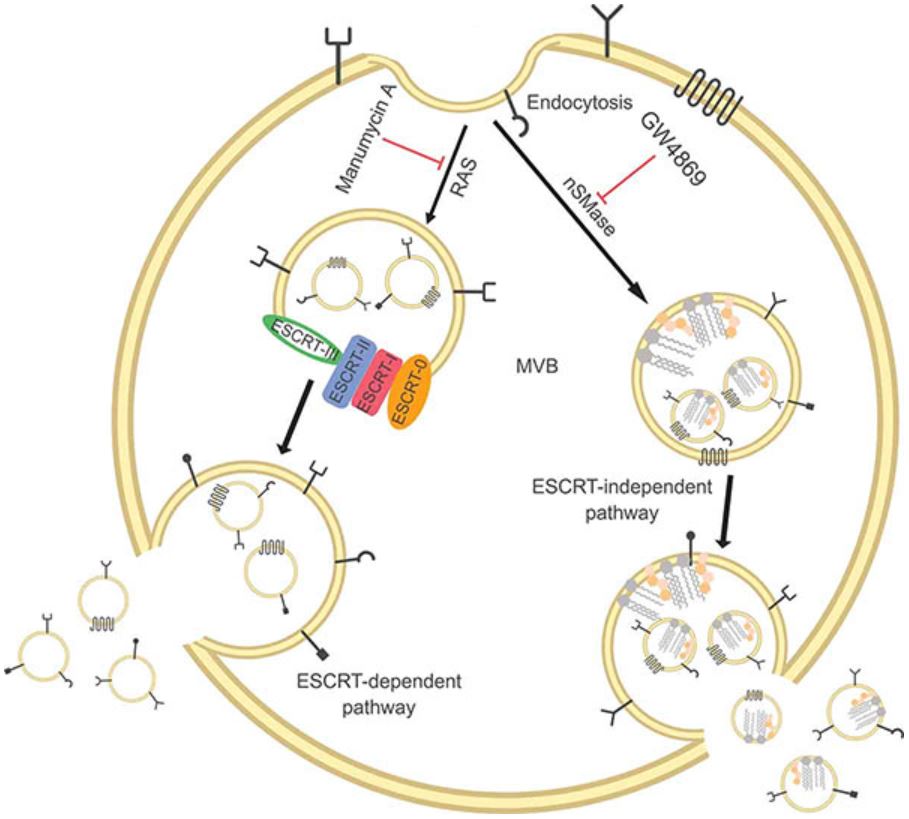 Manumycin A - Extracellular Vesicles Inhibitor