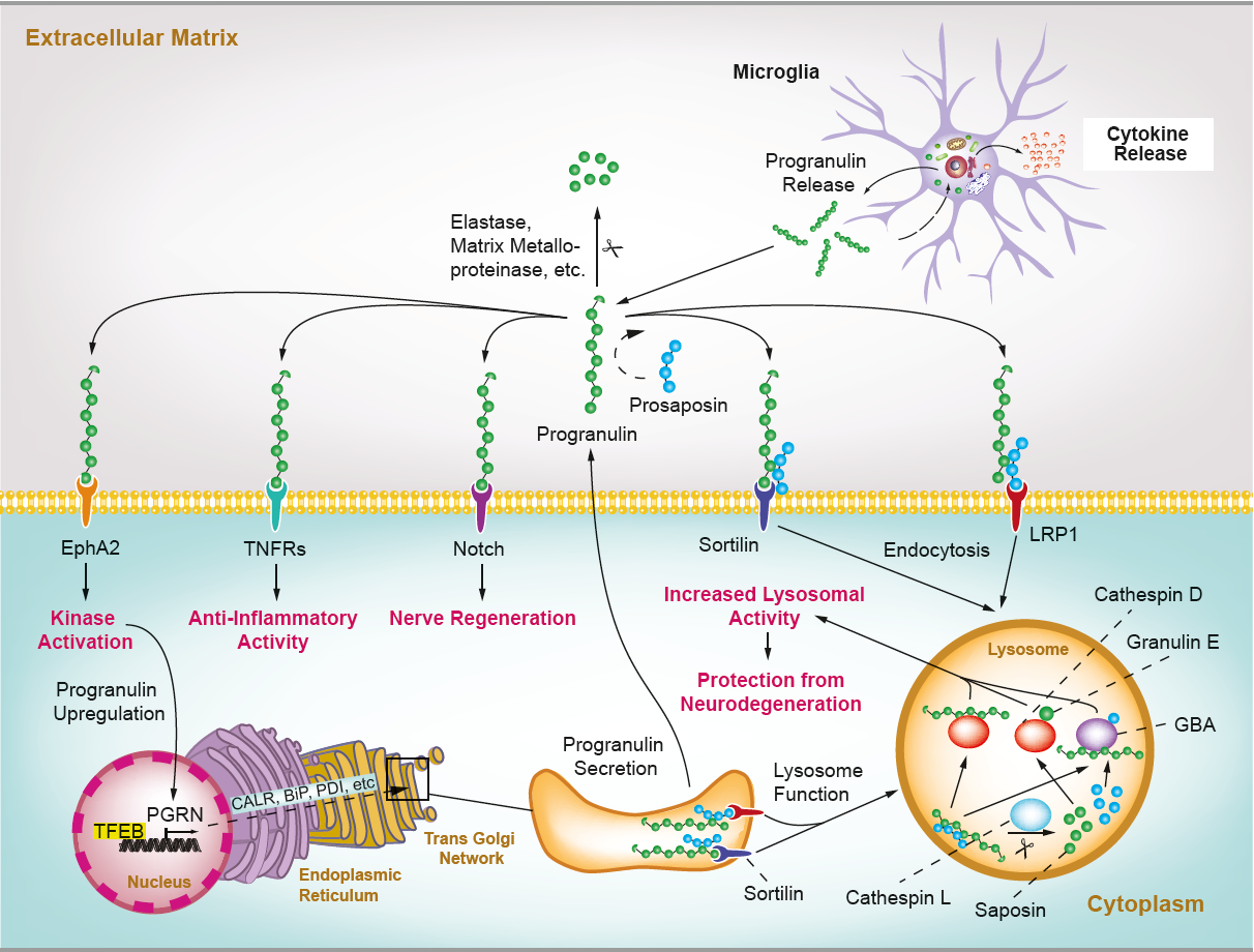 Progranulin [PGRN] - Marker of Neuroinflammation